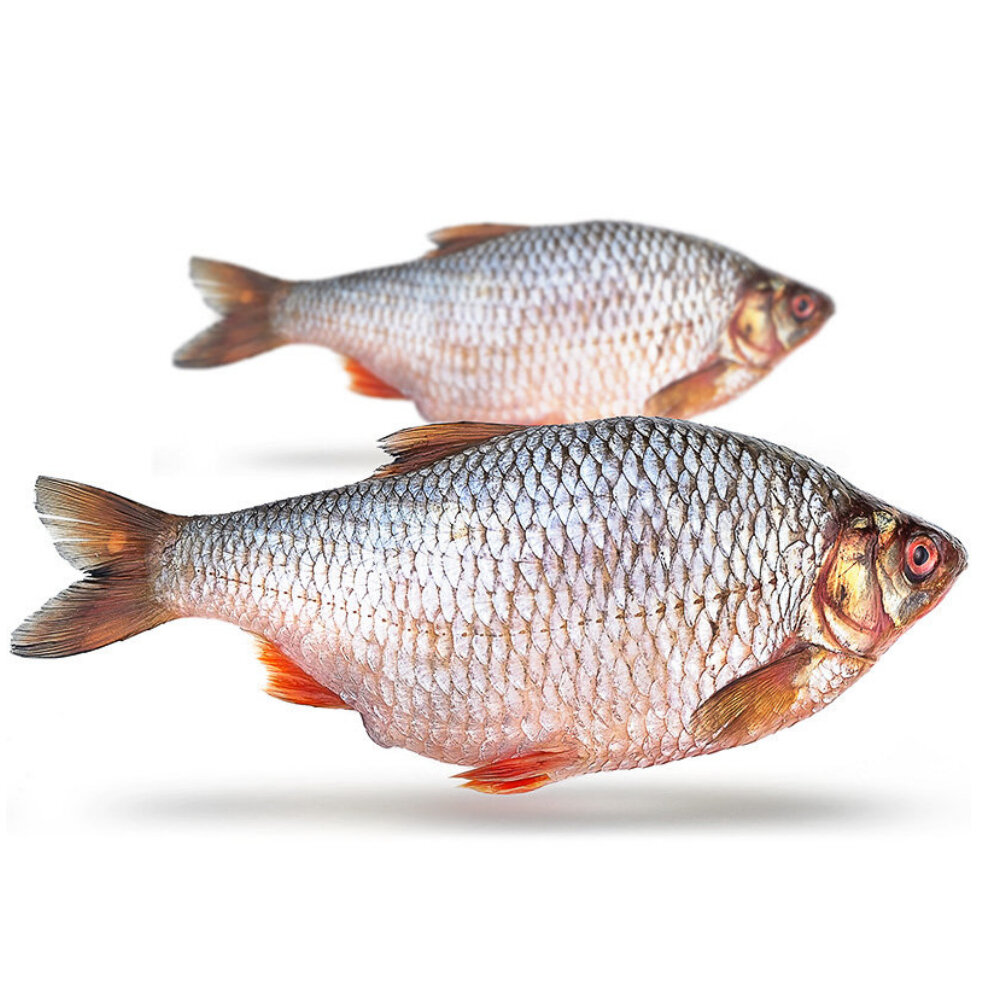 Rotaugen XL 1- 2 Stück ca. 24-30cm gefroren, 7,49